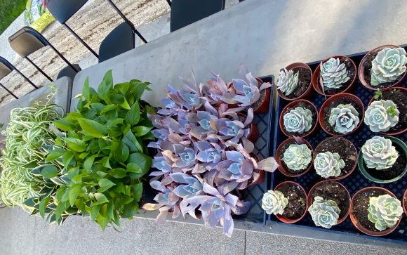 The Benefits of Plants on Wellness - A few ways in which indoor plants ...
