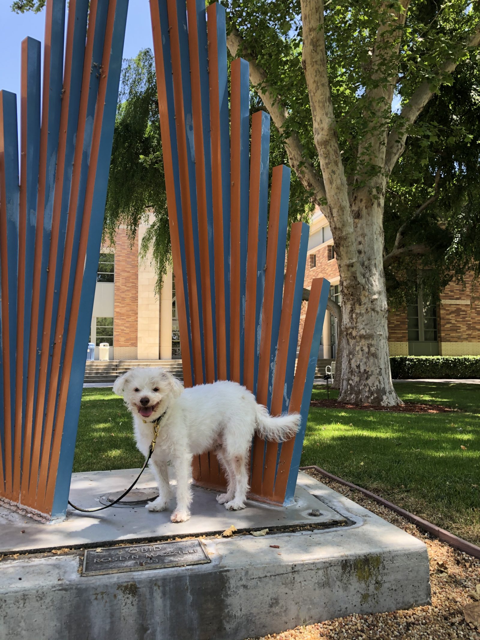 Virtual Art/Dog Walk - Explore Chapman's outdoor sculpture collection ...
