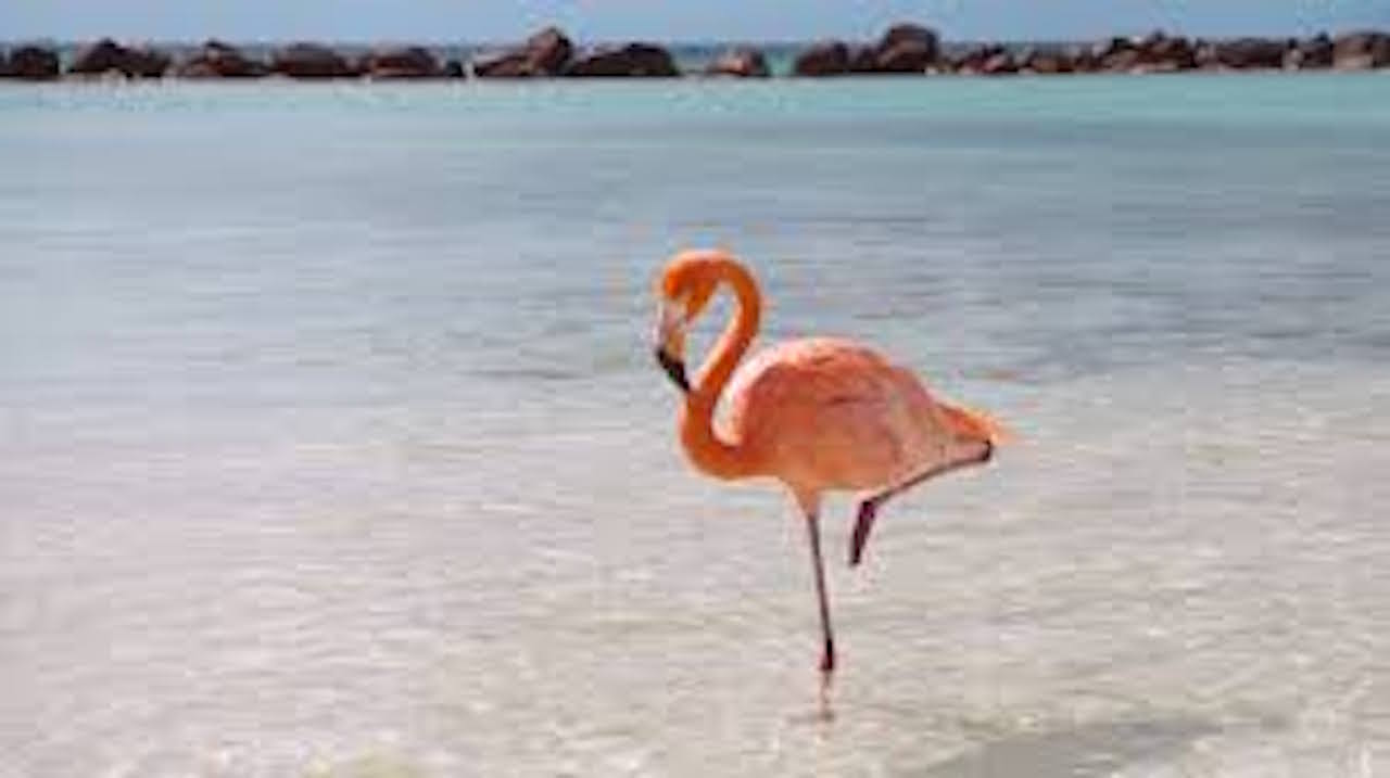 The Theory of Buying a Flamingo - Theories of Persuassion (COM 210 ...