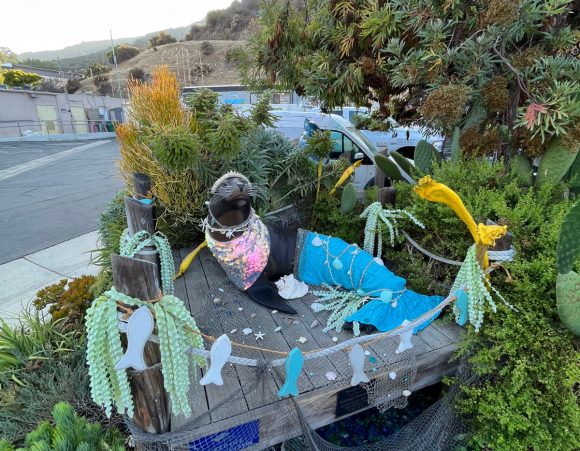 A Summer of Seals and Sea Lions - Anyssa Martinez's Internship ...