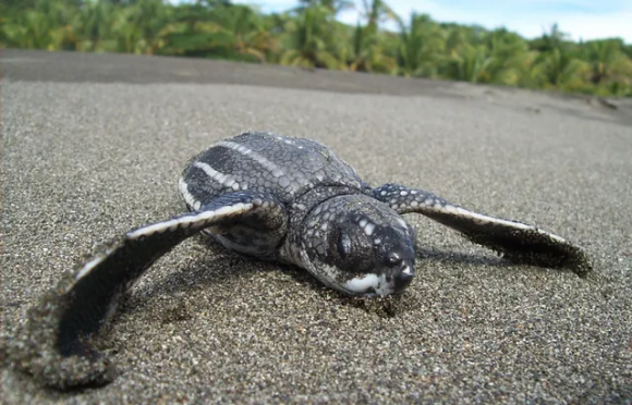 Data Analysis of Sea Turtle Nesting Habits - Hilary Santos, Alexa ...
