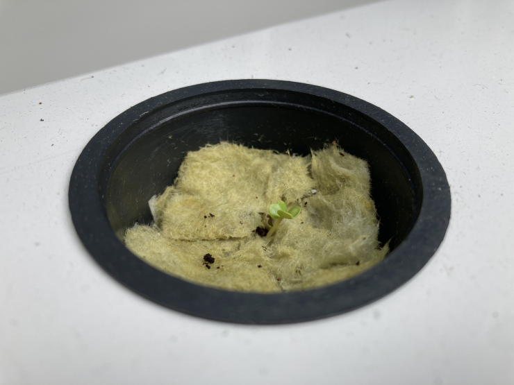 Computer Science Student Broadens Sustainable Futures Through Self ...